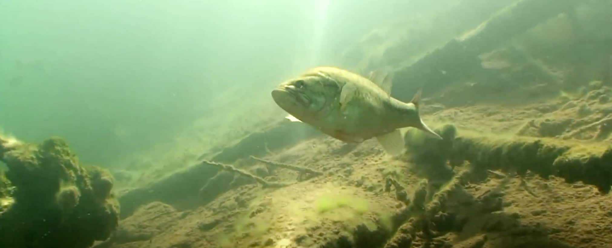 Smallmouth Strike Zone Success | Bass Fishing Tips | AnglingBuzz