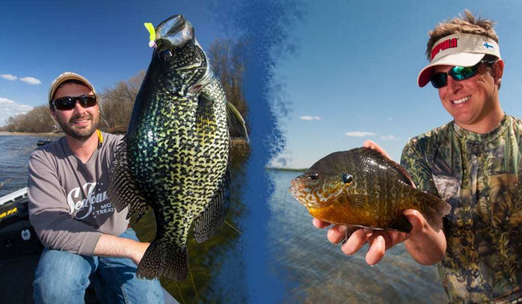 Spawning Panfish | PANFISH | AnglingBuzz