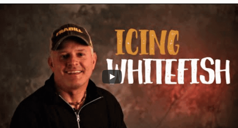 Ice Fishing Whitefish | Complete Guide | Angling Edge Buzz