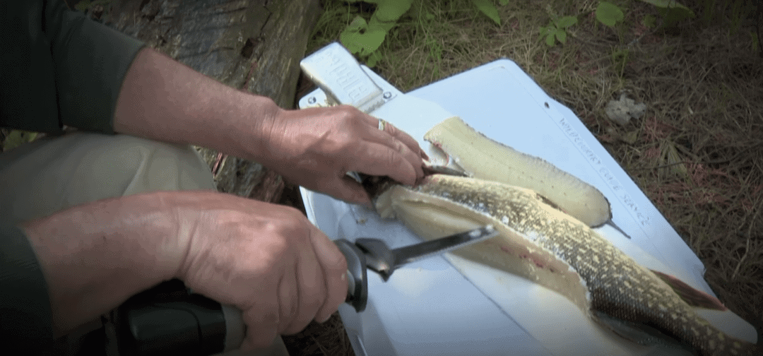 Northern Pike Y-Bones Removal -- Made Easy! | AnglingBuzz
