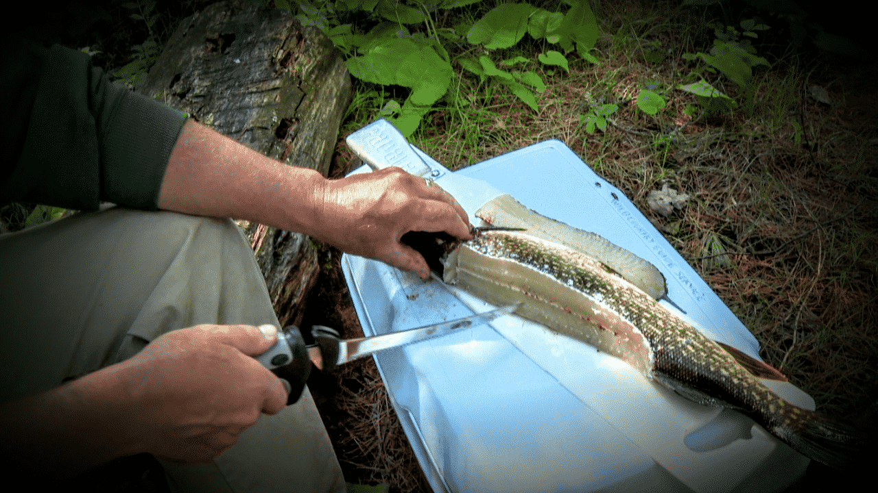 Northern Pike Y-Bones Removal -- Made Easy! | AnglingBuzz