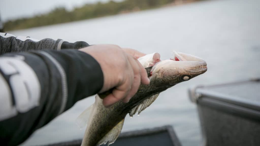 Crappie Cleaning 101: Get Perfect Boneless Fillets Every Time Angling ...