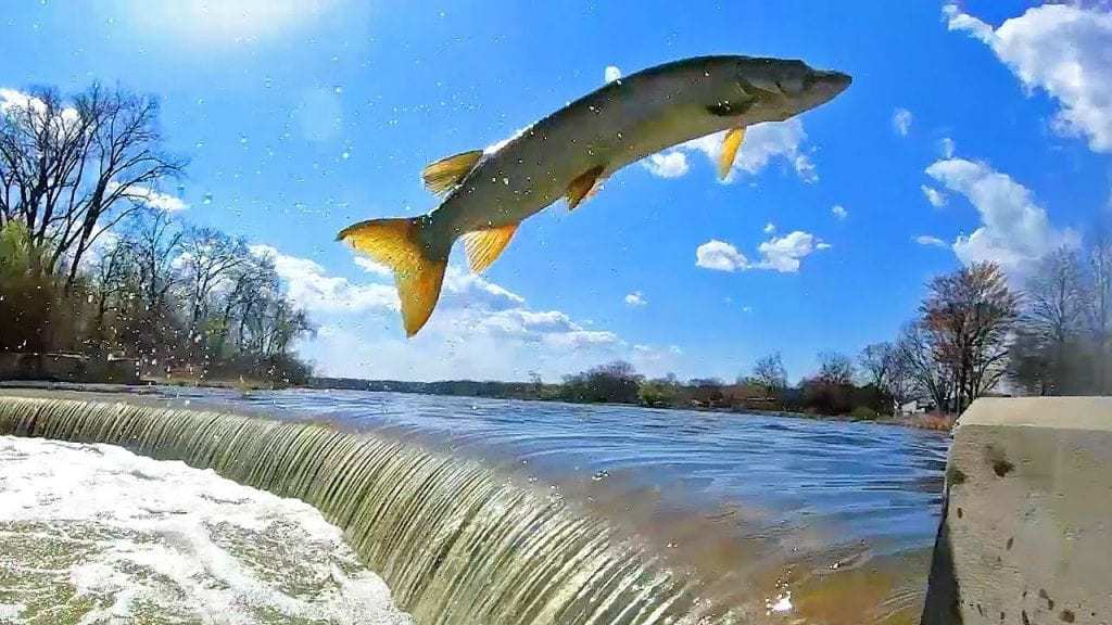 CRAZY DAM JUMPING MUSKIES — HD Slow-Mo Footage Angling Edge Buzz