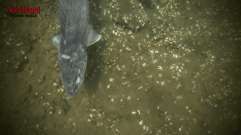 Underwater Walleyes In Clear Water Angling Edge Buzz