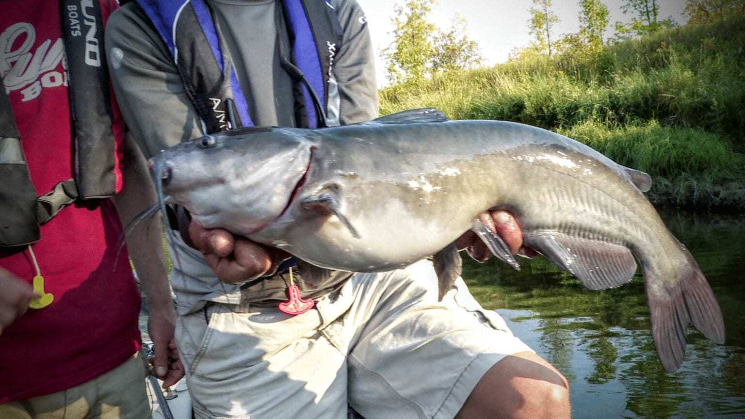 Channel Catfish River Strategies | Catfish | Angling Edge Buzz