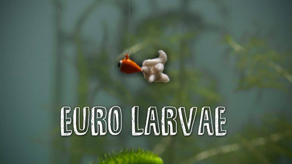Dave Genz: Euro Larvae For Panfish | Ice Fishing | AnglingBuzz