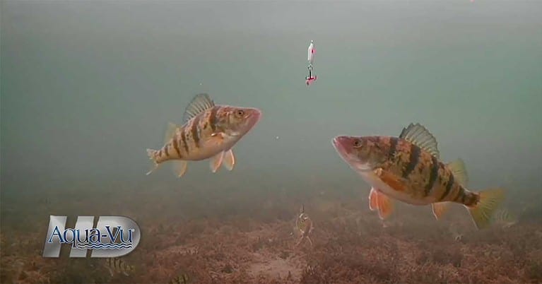 Jumbo Perch Before Freeze-Up | HUGE PERCH | AnglingBuzz