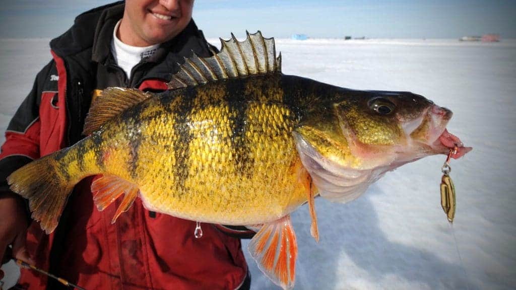 Perch Fishing Masters: Tips And Tricks | Angling Edge Buzz