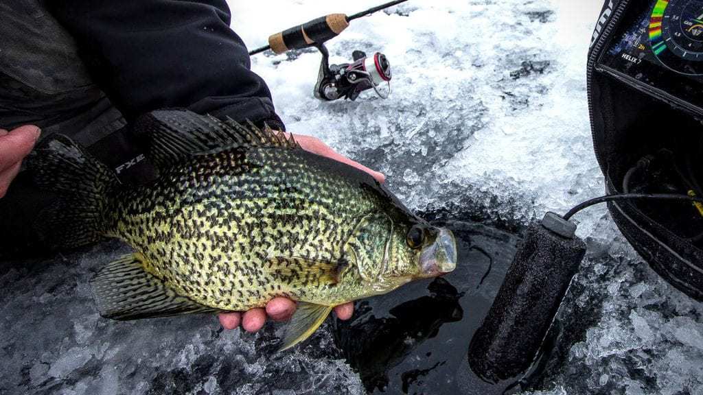 Late Ice Panfish | BLUEGILLS AND CRAPPIES | Angling Buzz