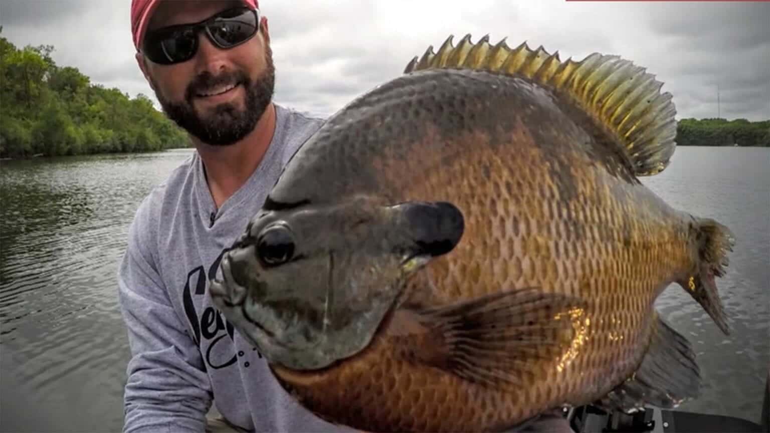 BIG Bluegills: A Biologist's Perspective Angling Edge Buzz