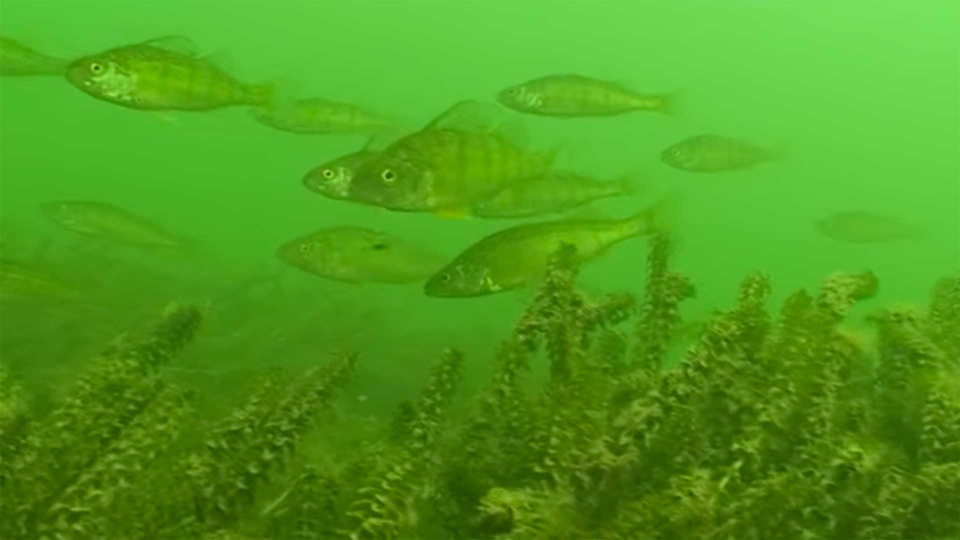 Early Season Perch | SPRING PANFISH | Anglingbuzz