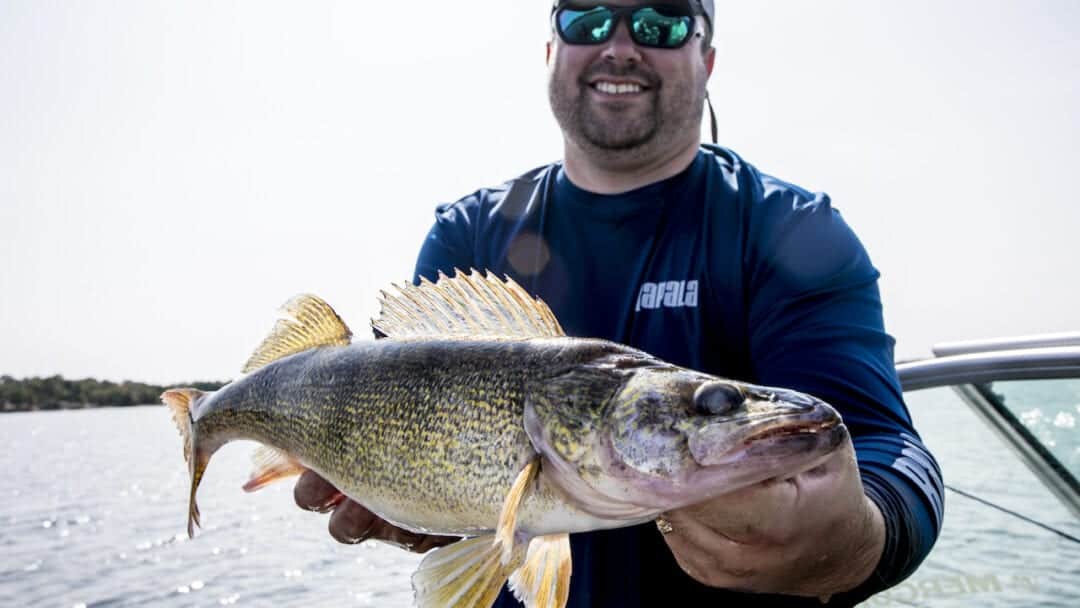 Shallow Water Walleye Tips Walleye Expert Tips Anglingbuzz