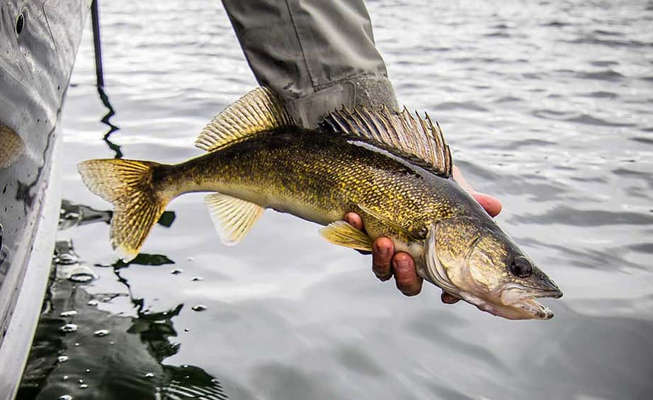 Bottom Bouncer Walleyes With Tony Roach | AnglingBuzz