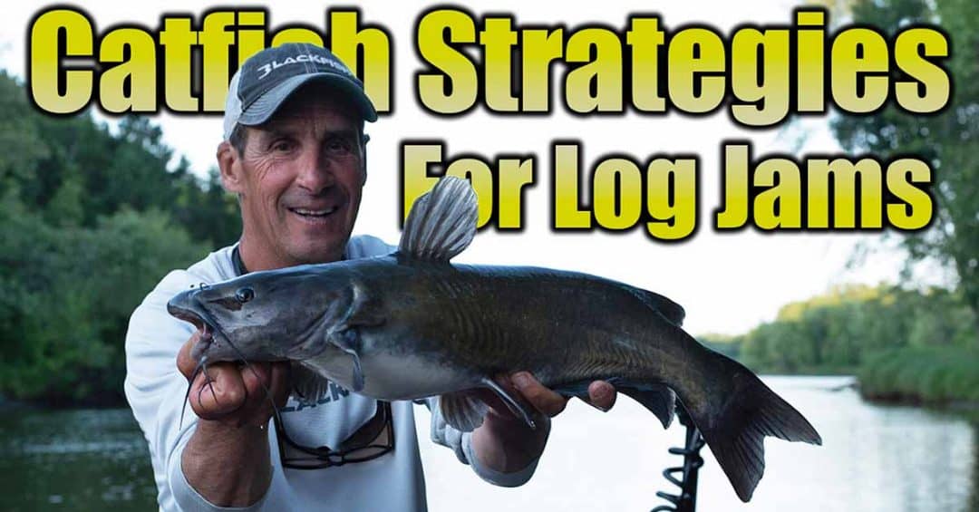 Summer Catfish Strategies For Log Jams | Angling Edge Buzz
