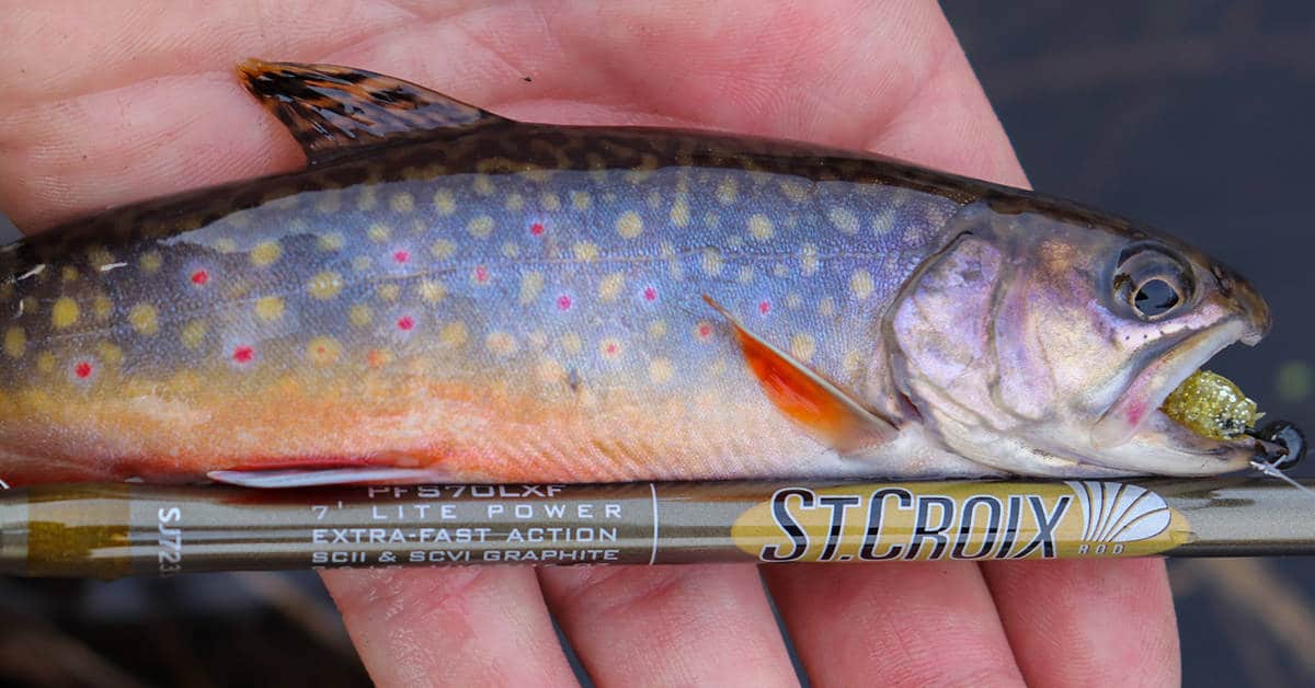 Early Season Stream Trout | Wisconsin Trout | Angling Edge Buzz