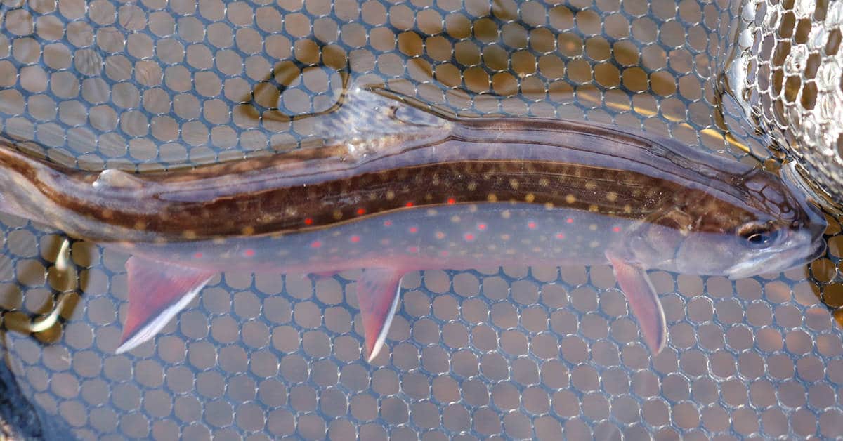 Early Season Stream Trout | Wisconsin Trout | Angling Edge Buzz