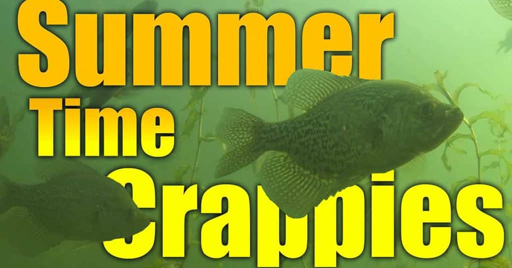 Swim Jigging Summer Crappies | Angling Edge Buzz