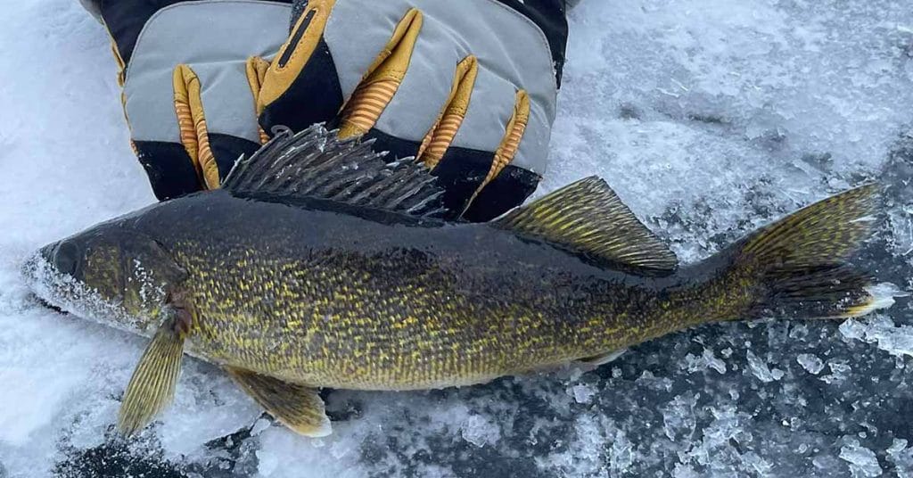 Northern Minnesota: 1-4-2024 Angling Edge Buzz