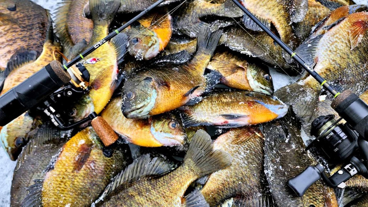 Brainerd Fishing Report: 2-16-2024 Angling Edge Buzz