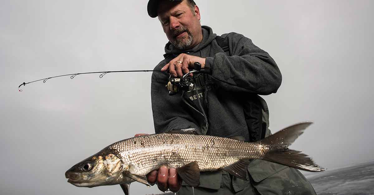 Ice Fishing Whitefish | Complete Guide | Angling Edge Buzz