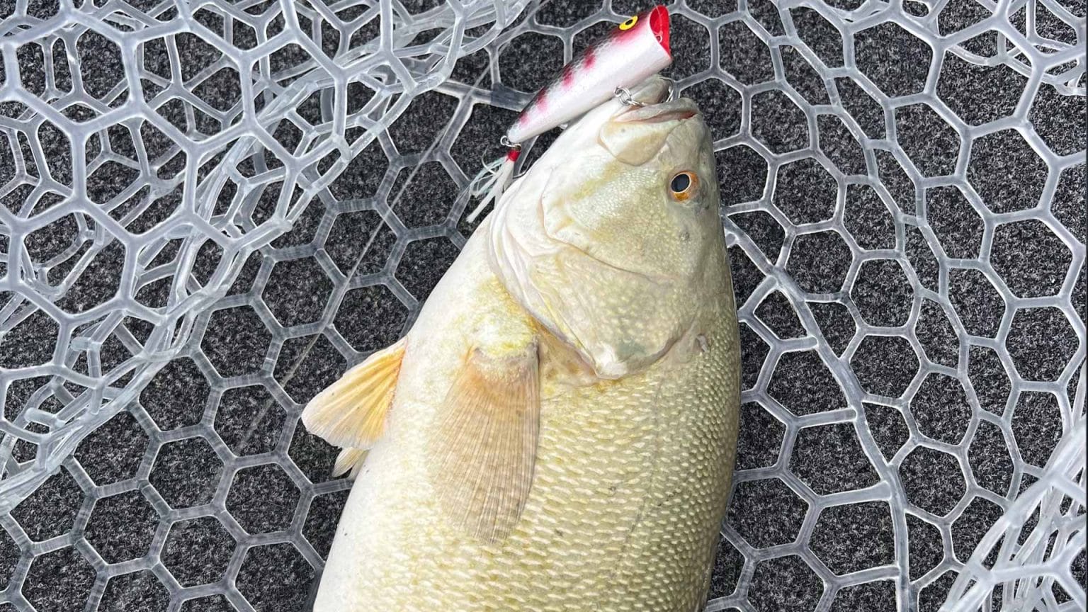 Hayward Wisconsin Fishing Report: 6-27-2024 Angling Edge Buzz