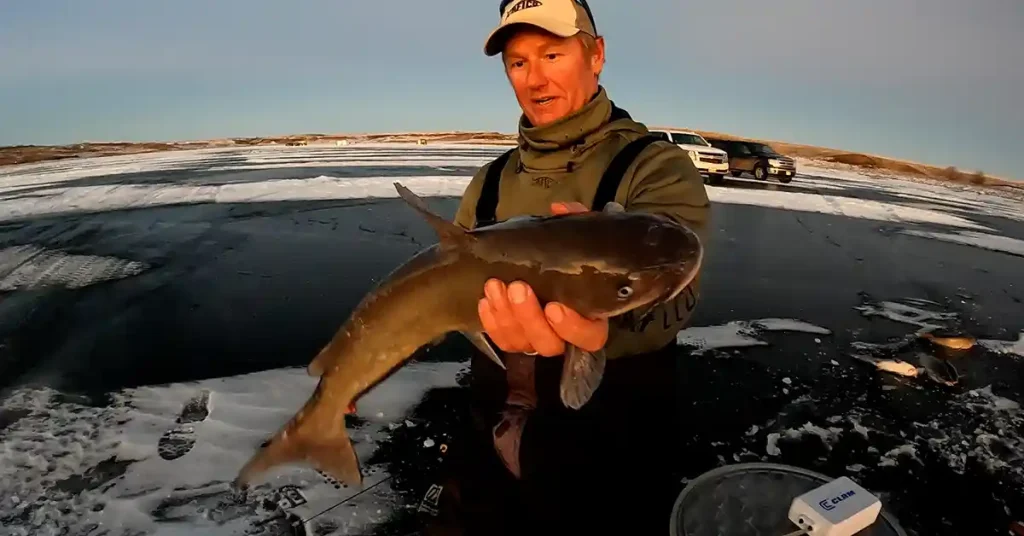 Catch And Clean Catfish (Ice Fishing) Angling Edge Buzz